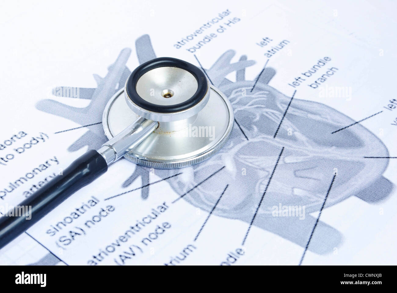 stethoscope on a picture of a human heart Stock Photo - Alamy