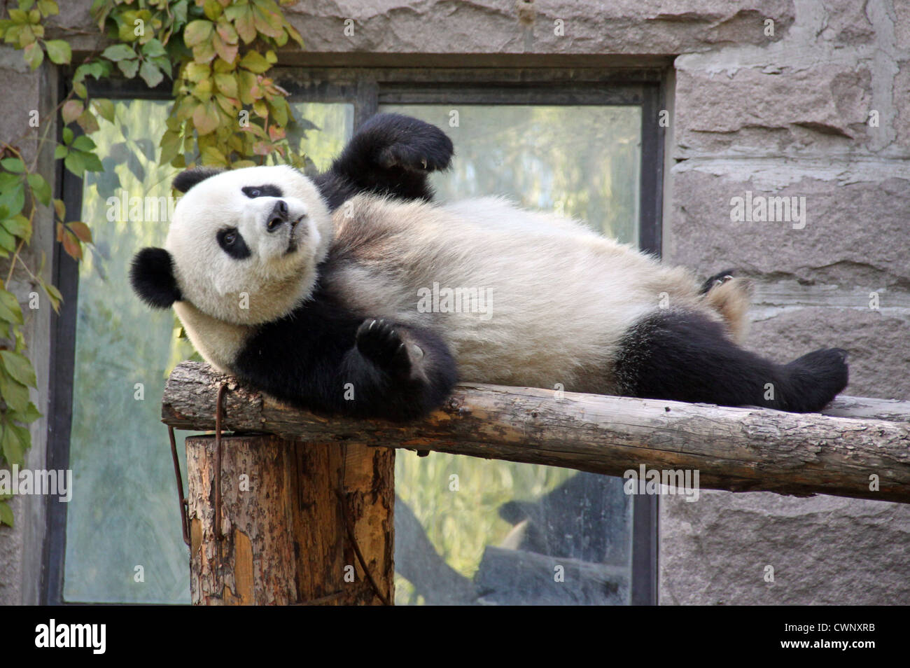 China. Panda at Beijing Zoo Stock Photo - Alamy