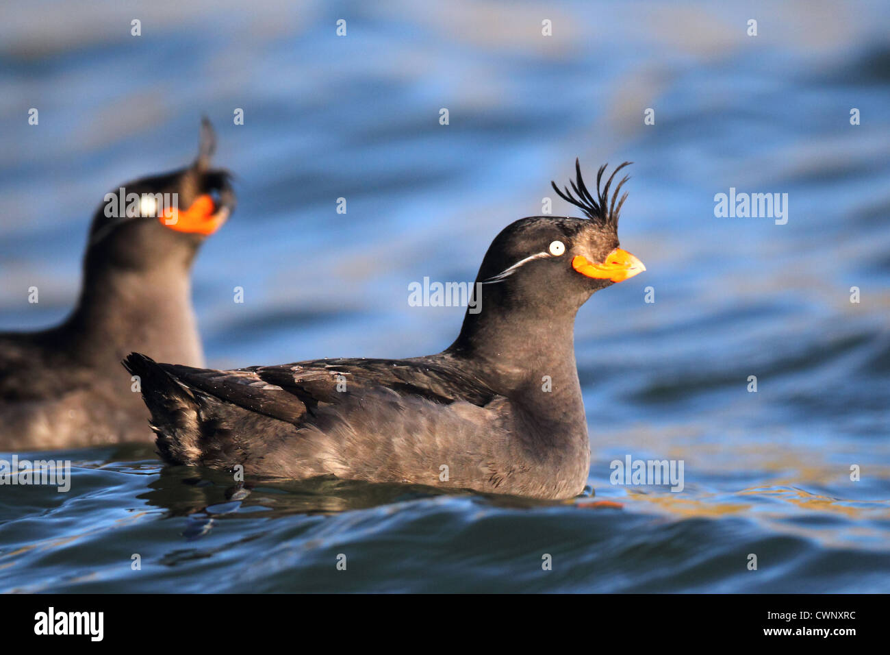 Crested Auklet (Aethia cristatella) two adults, swimming in waters of ...