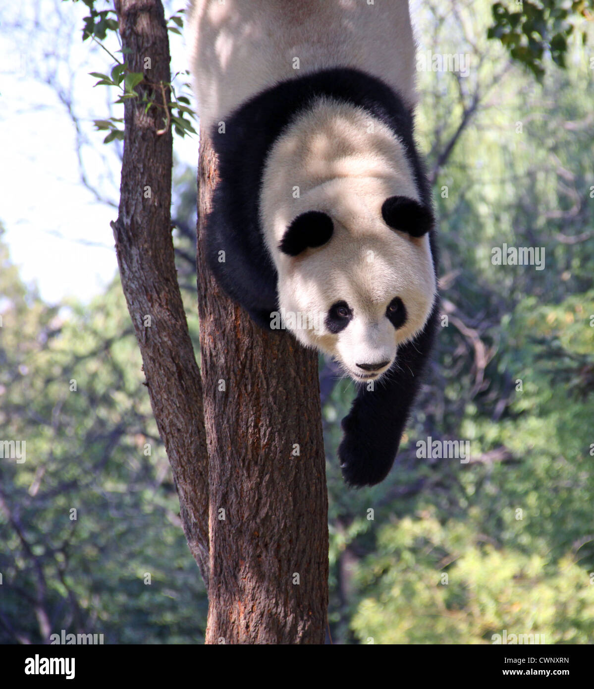 China. Panda at Beijing Zoo Stock Photo - Alamy