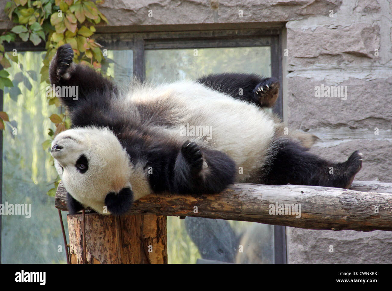 Beijing zoo animals hi-res stock photography and images - Alamy