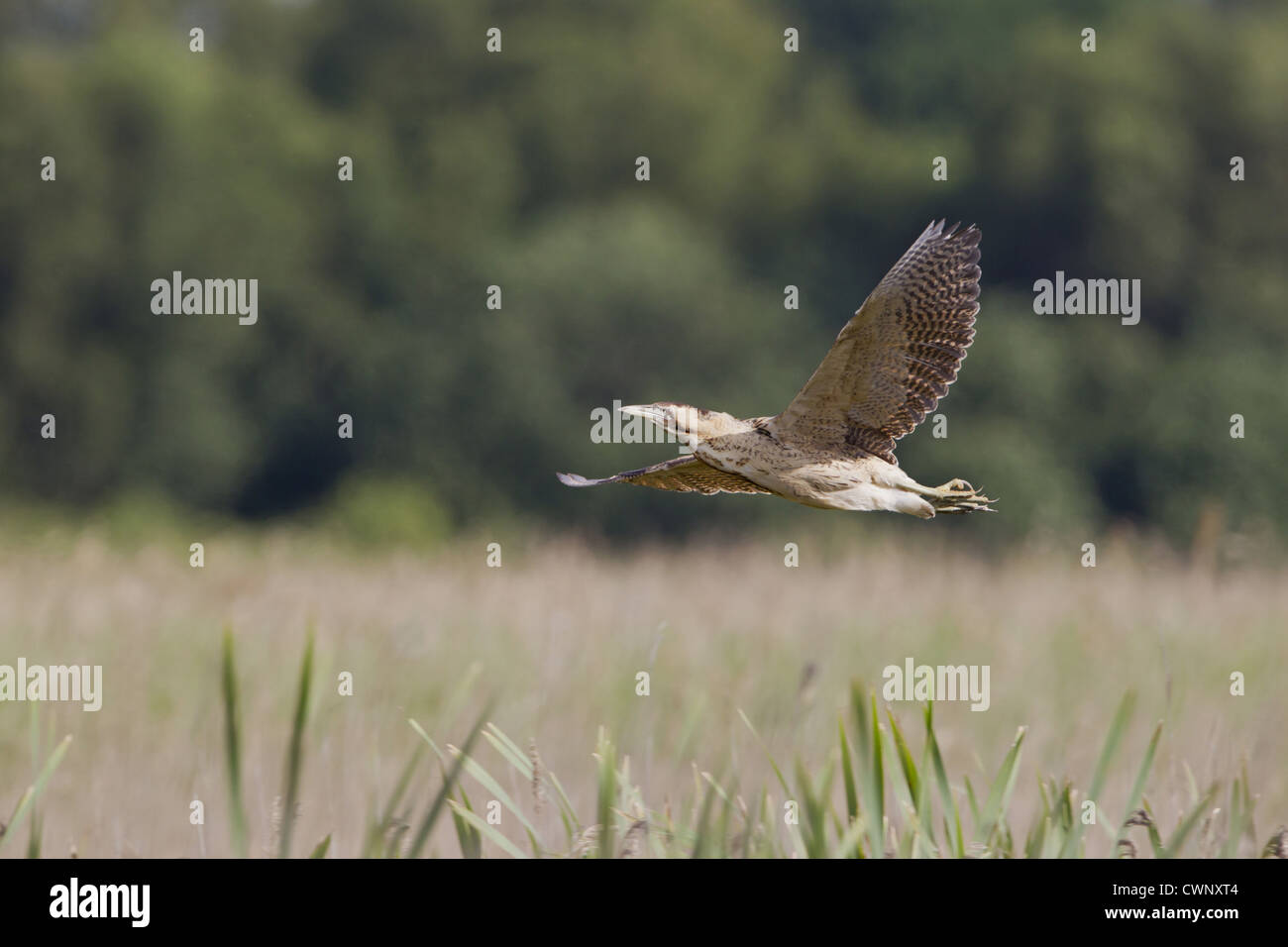 Great Bittern (Botaurus stellaris) adult, in flight over reedbed ...