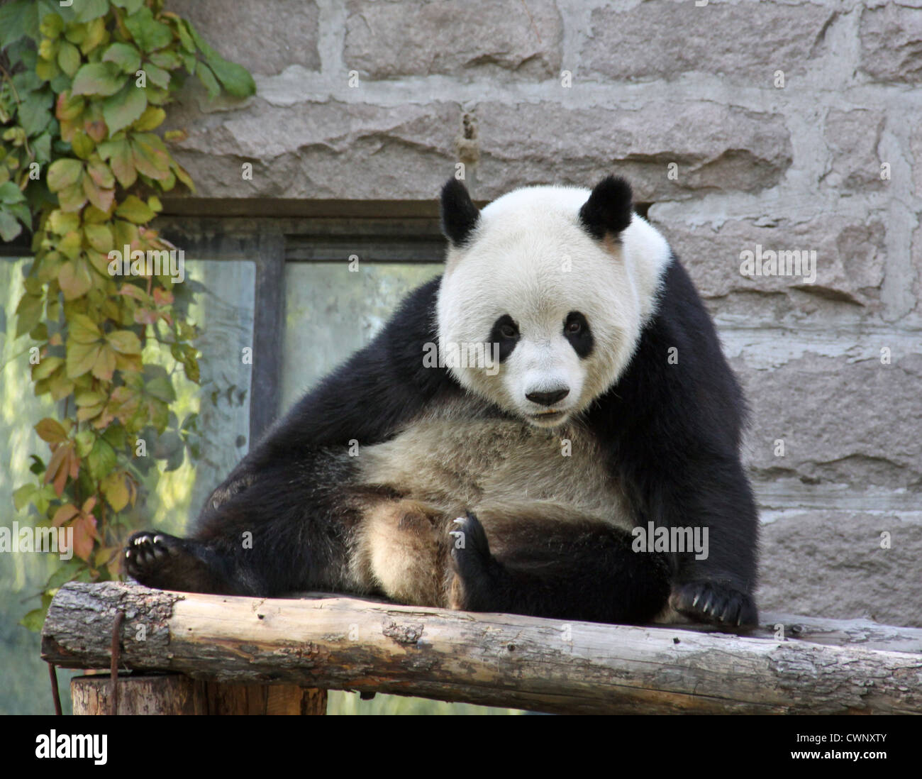 Beijing zoo animals hi-res stock photography and images - Alamy