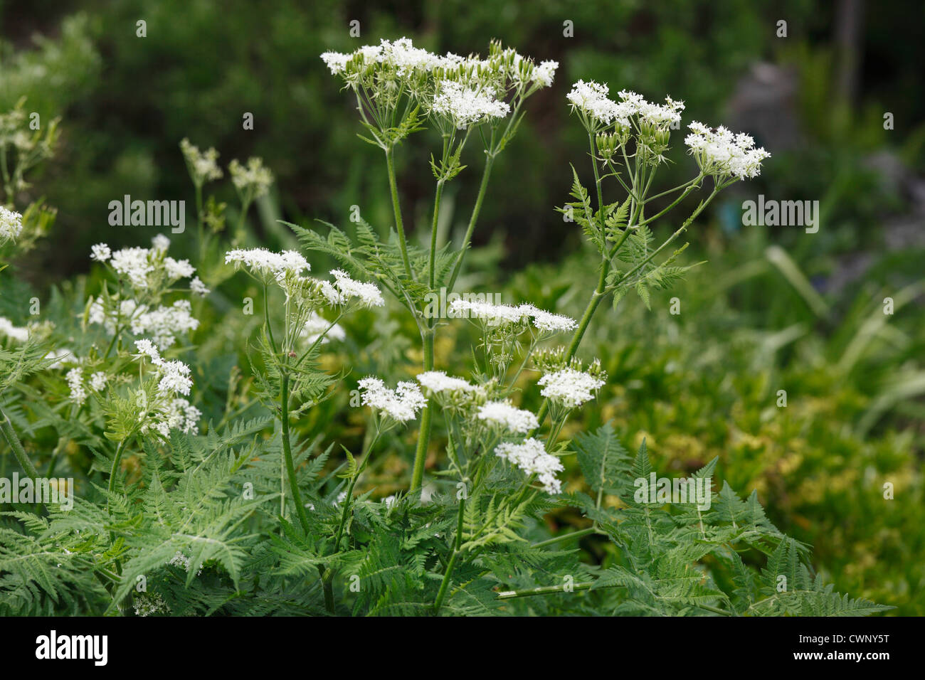 Sweet cicely flower hi-res stock photography and images - Alamy