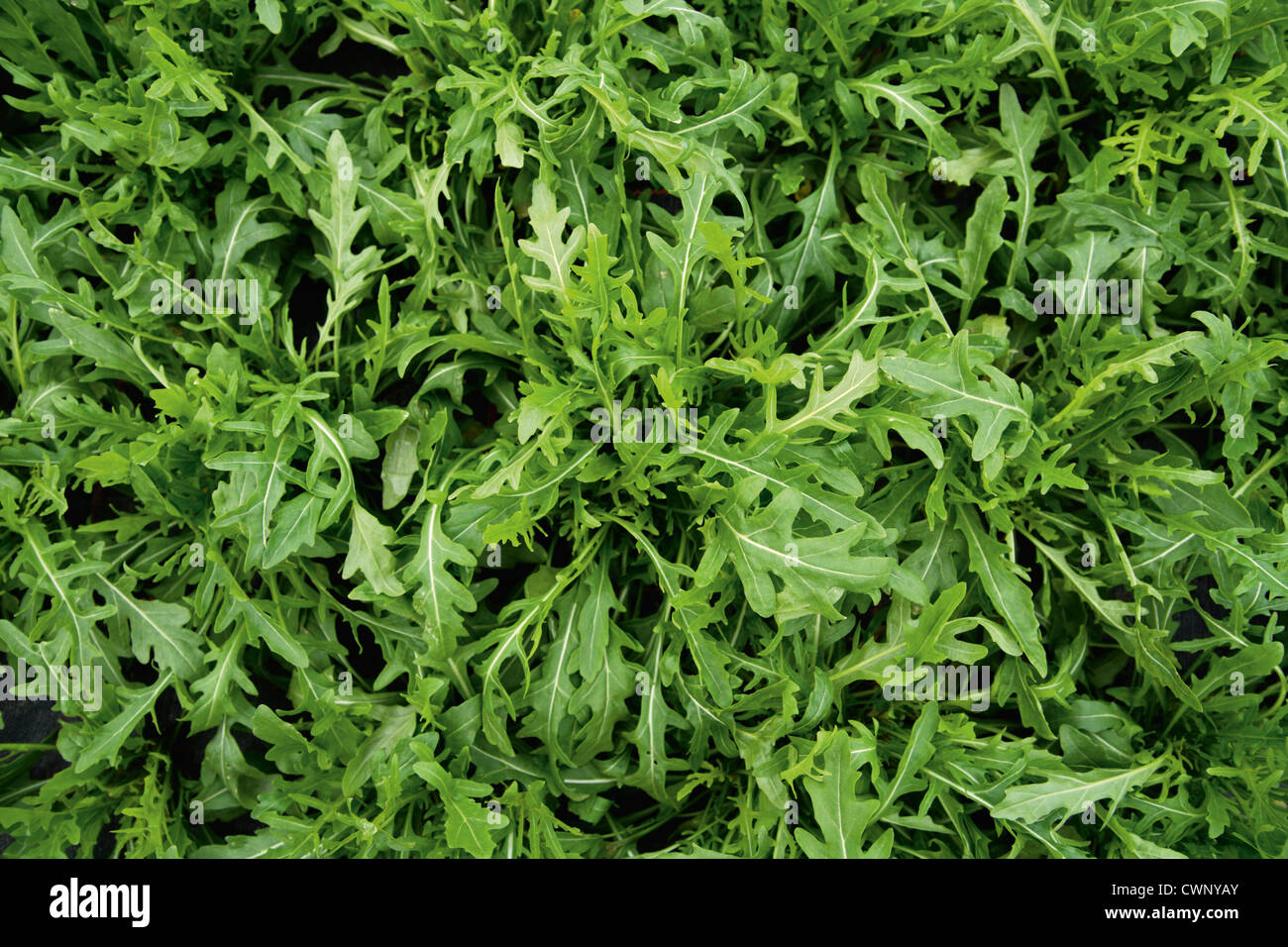 Cultivation of rucola hi-res stock photography and images - Alamy