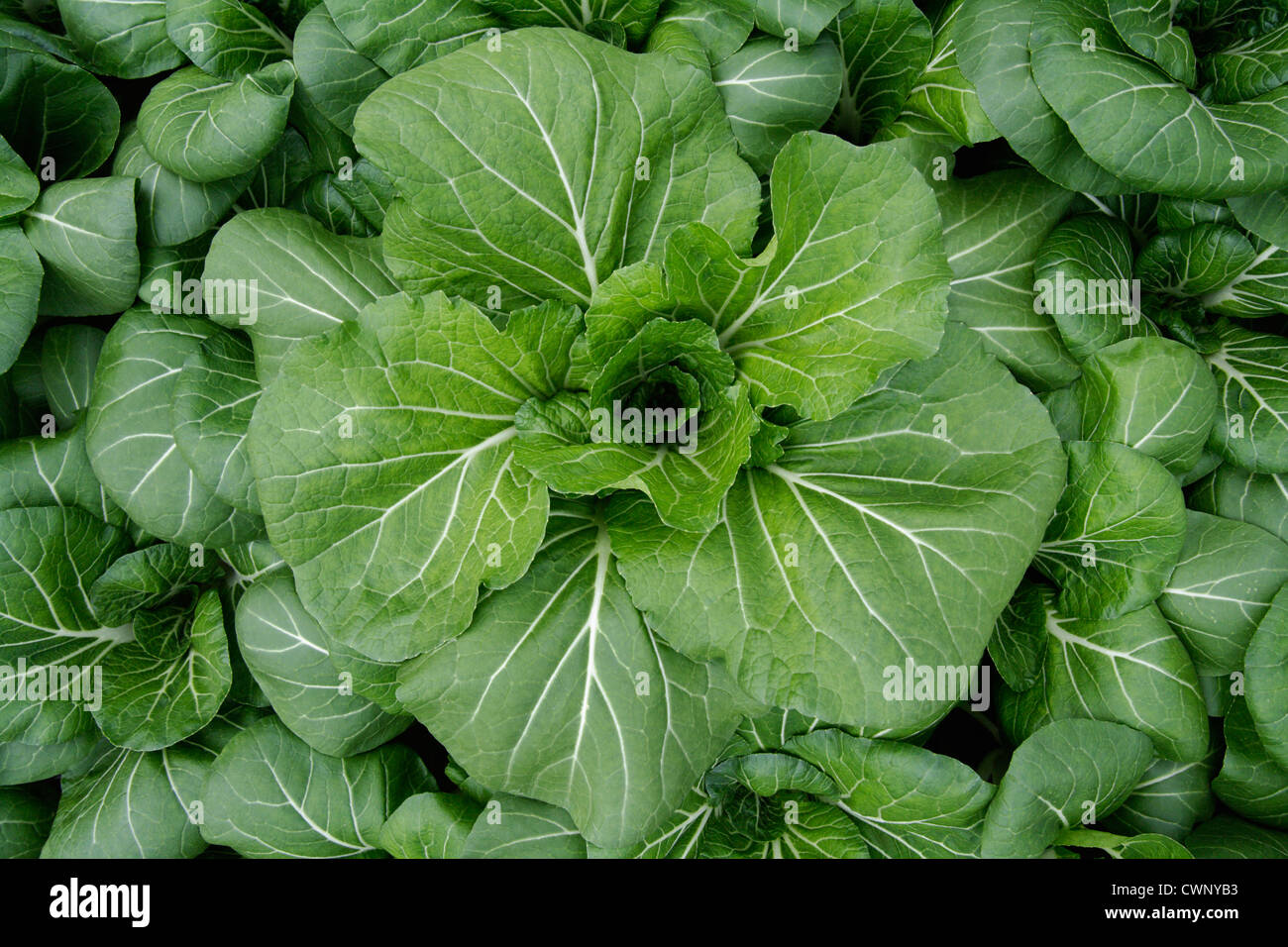 Cultivation of pak choi hi-res stock photography and images - Alamy