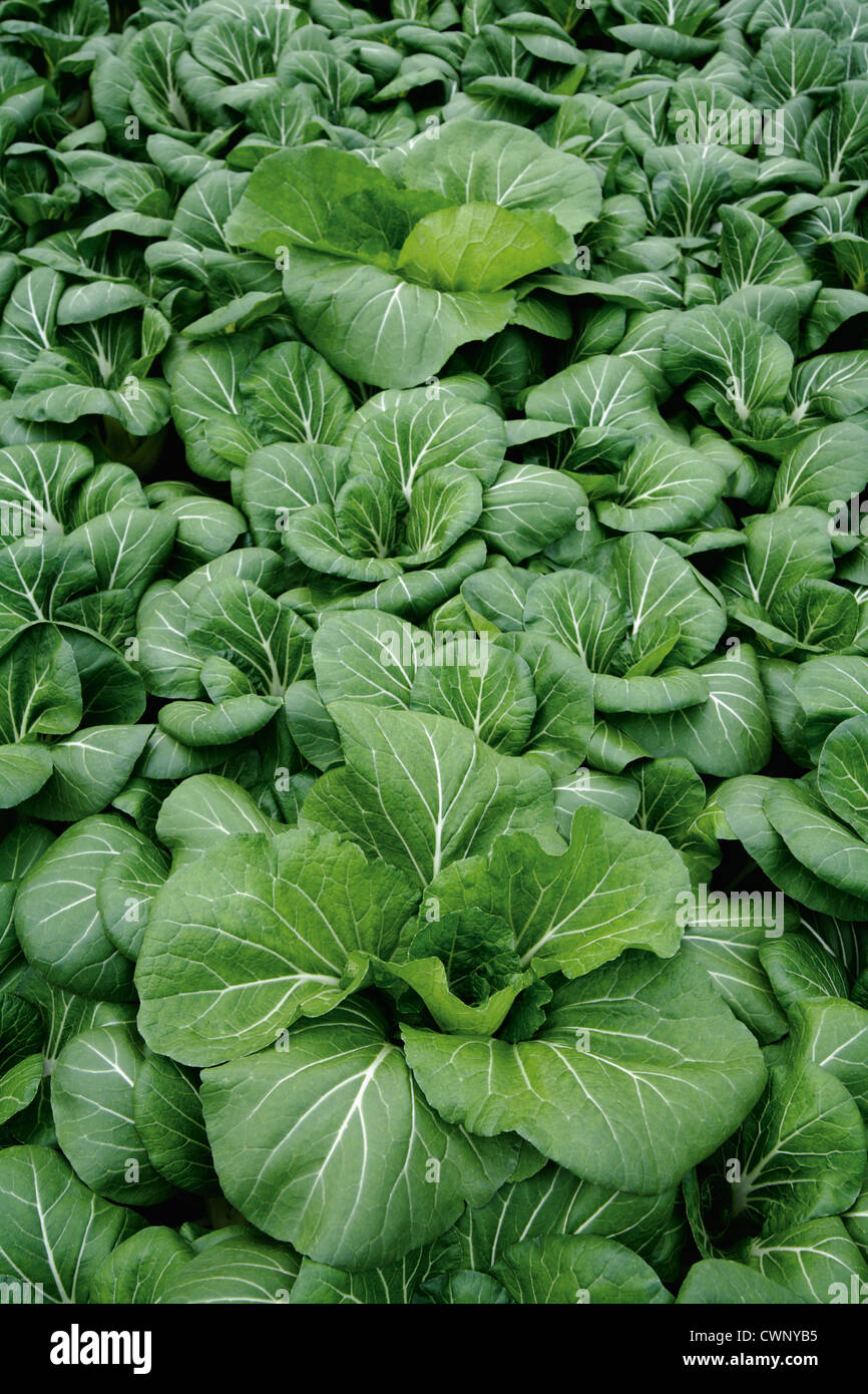 Cultivation of pak choi hi-res stock photography and images - Alamy