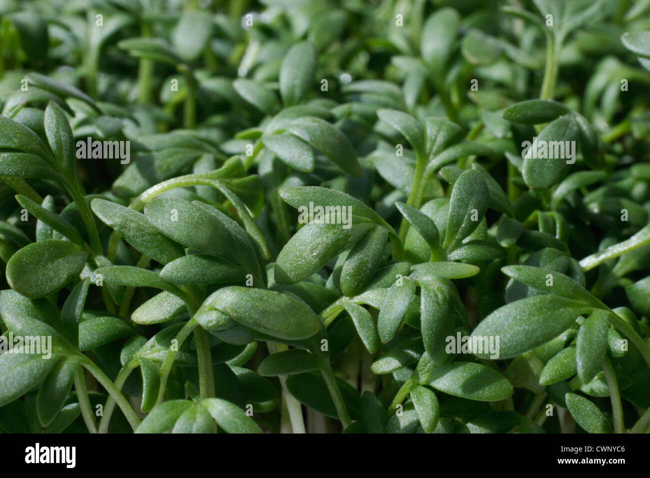 Garden cress, close up Stock Photo - Alamy