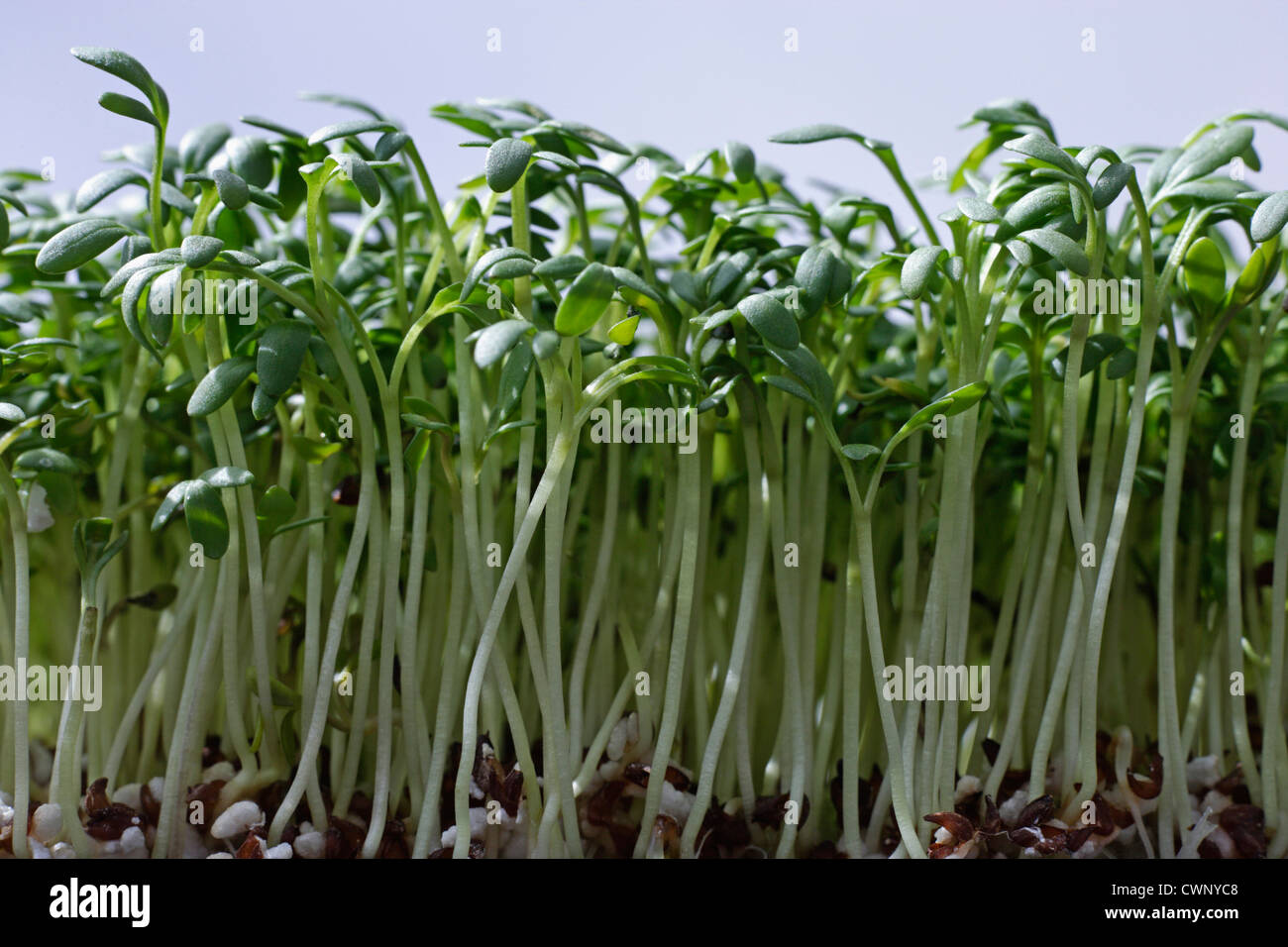 Garden cress, close up Stock Photo - Alamy