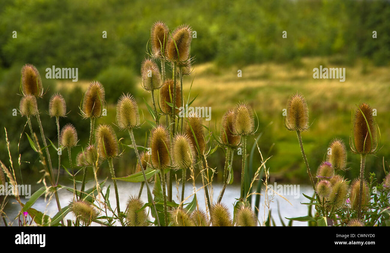 Teazel hi-res stock photography and images - Alamy