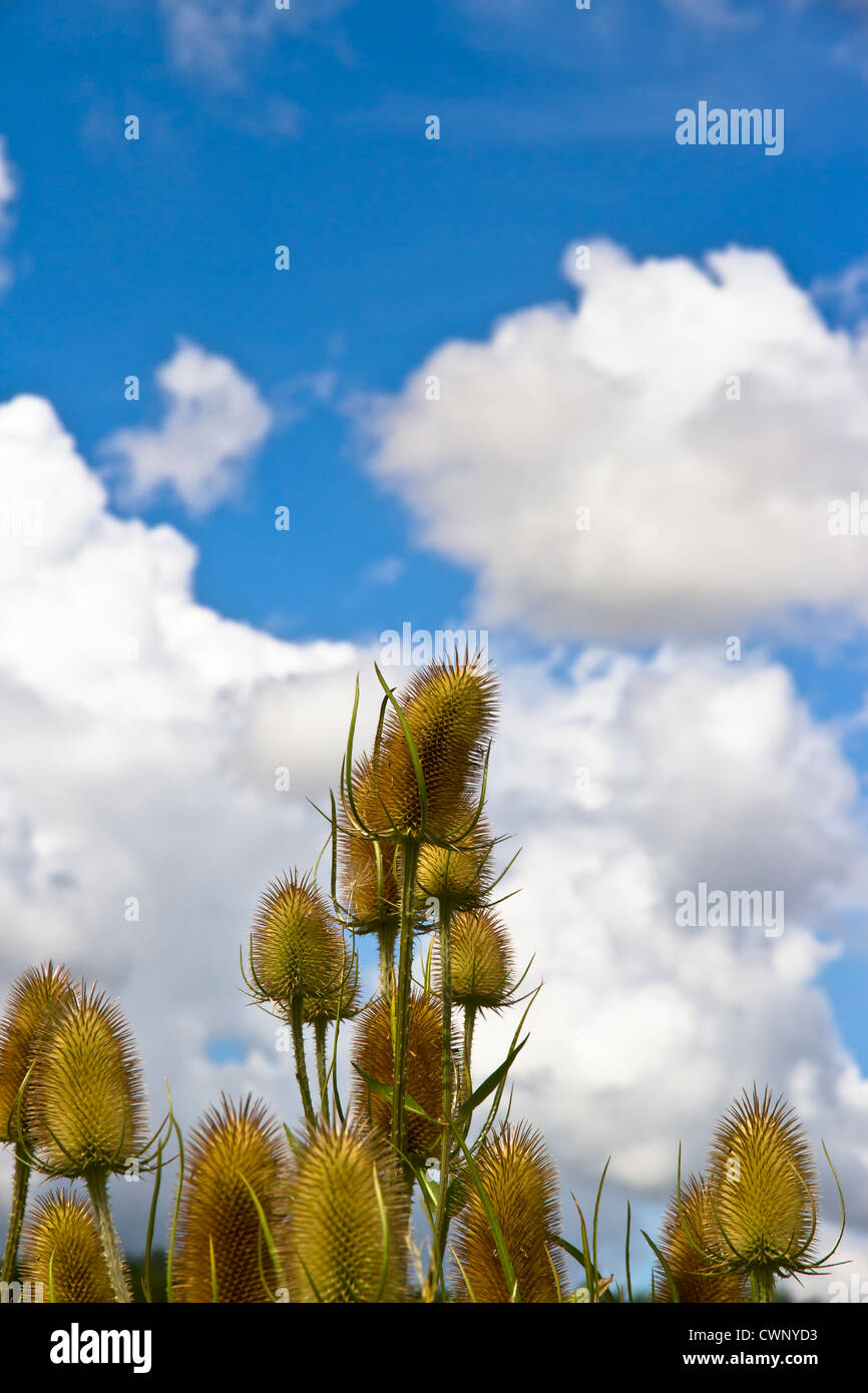 Teazel plant hi-res stock photography and images - Alamy