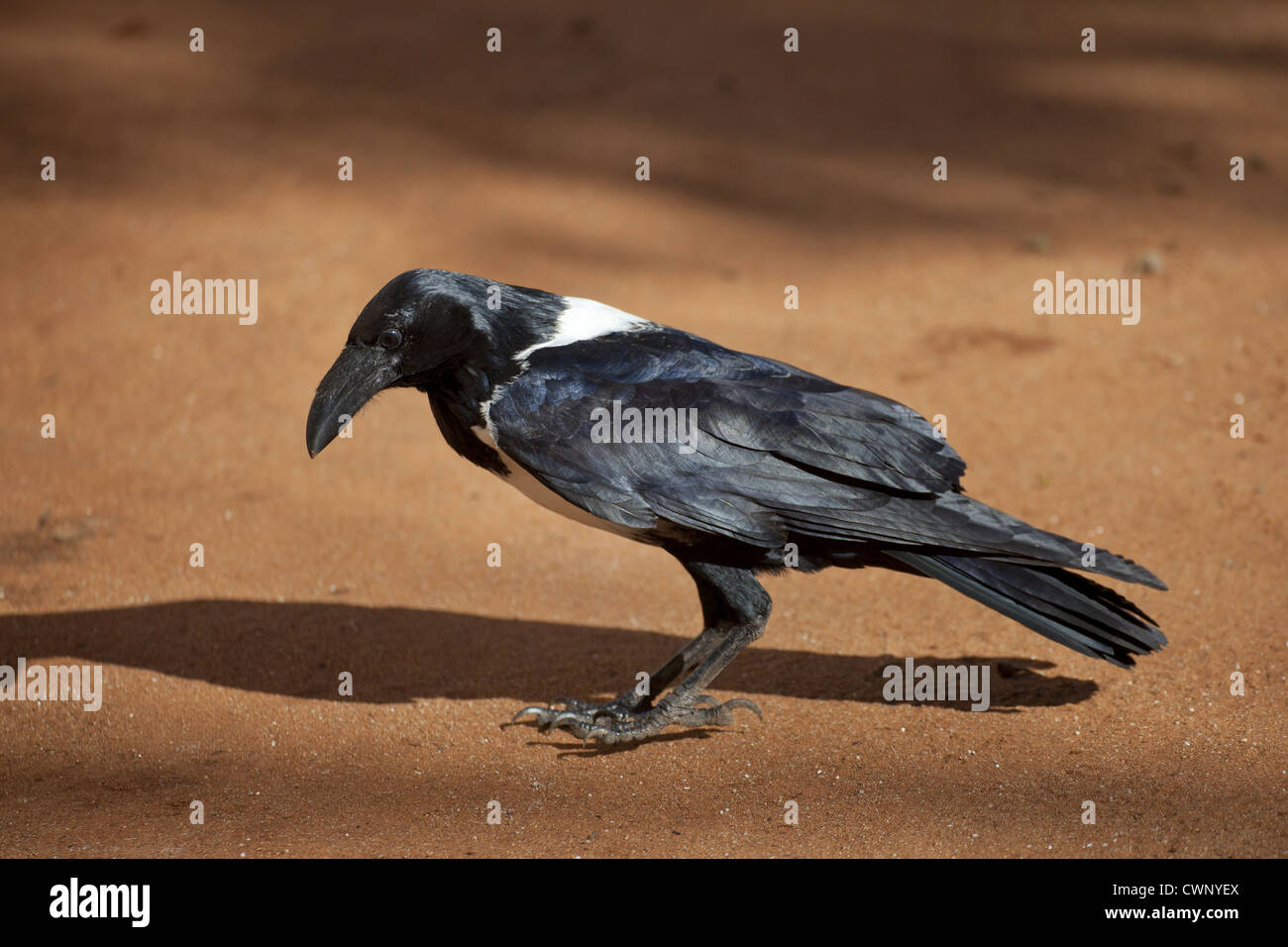 Pied Crow (Corvus albus) adult, standing on ground, Berenty Reserve ...
