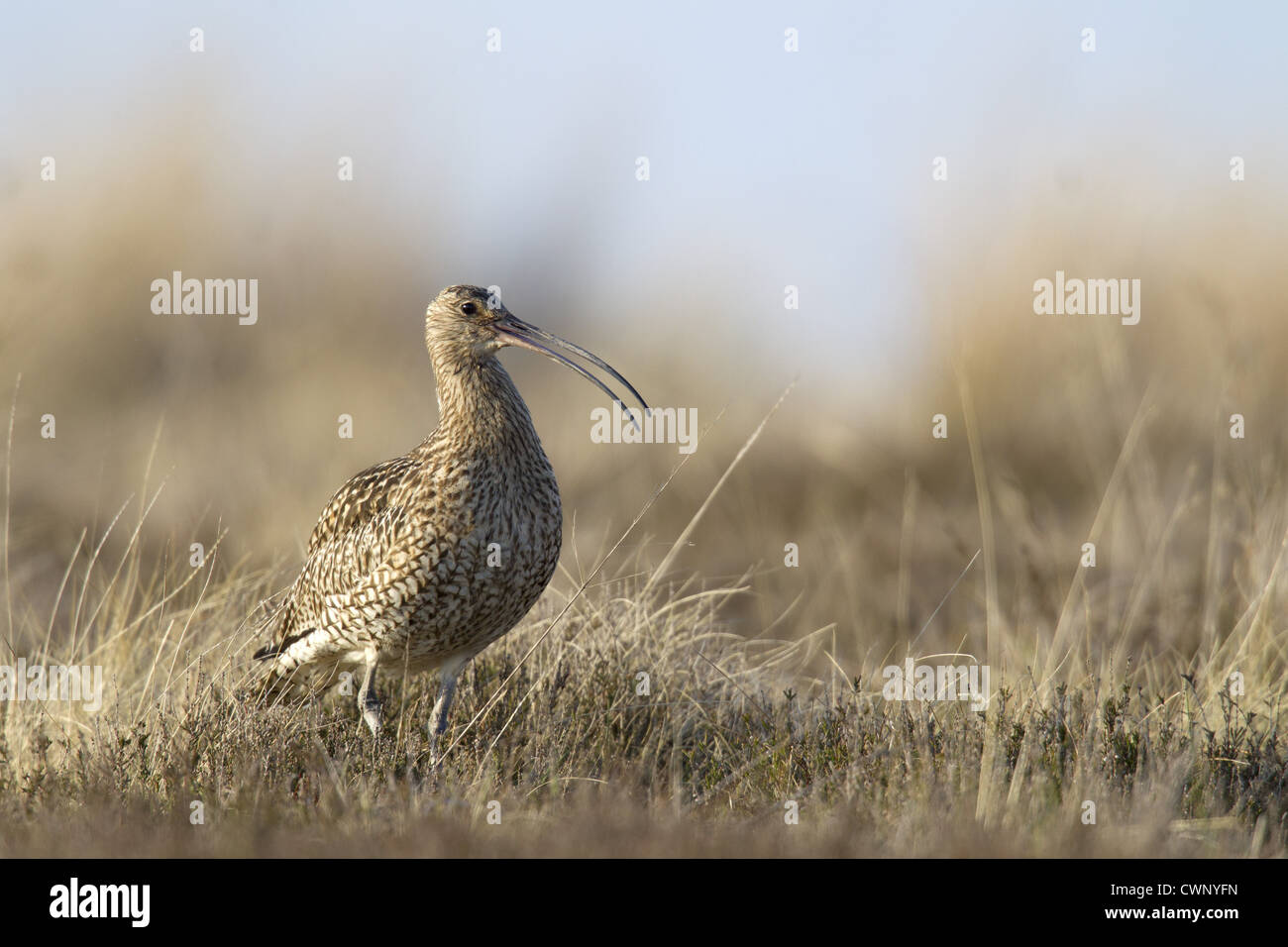 Eurasian Curlew (Numenius arquata) adult, calling, standing in heather ...