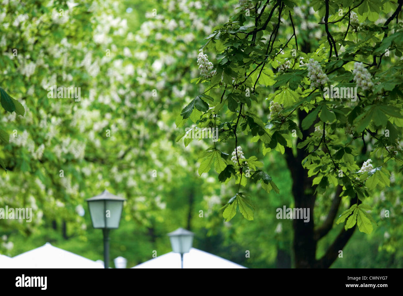 Germany, Bavaria, Munich, Horse chestnut tree during spring Stock Photo ...