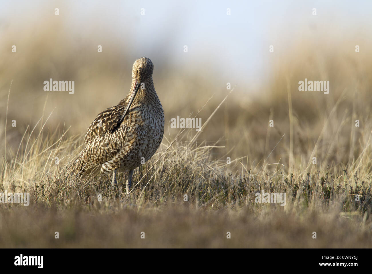 Eurasian Curlew (Numenius arquata) adult, preening, standing in heather ...