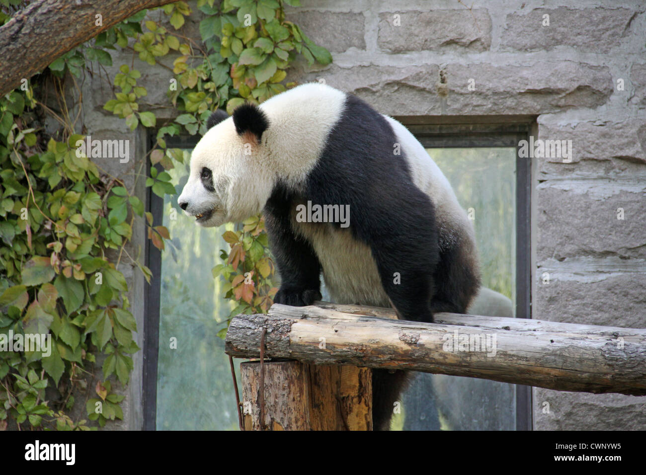 China. Panda at Beijing Zoo Stock Photo - Alamy