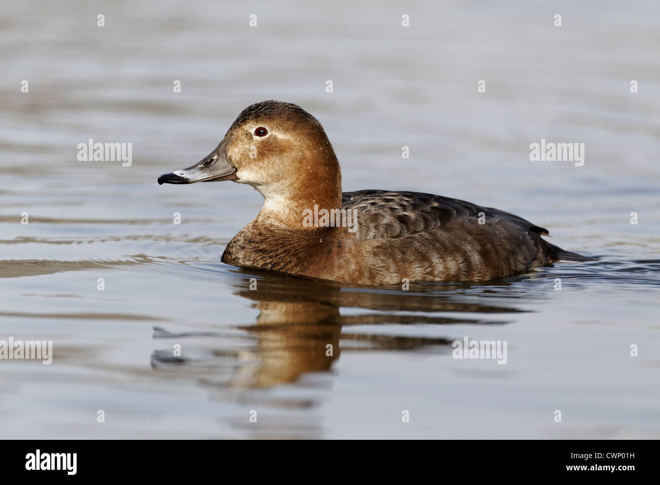 Common Pochard (Aythya ferina) adult female, swimming, Warwickshire ...