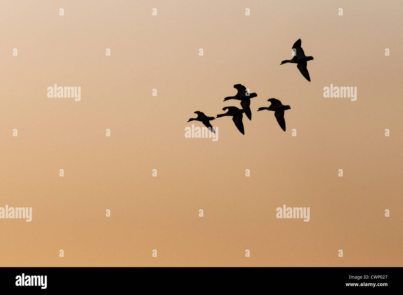 Common shelducks in flight nature hi-res stock photography and images ...