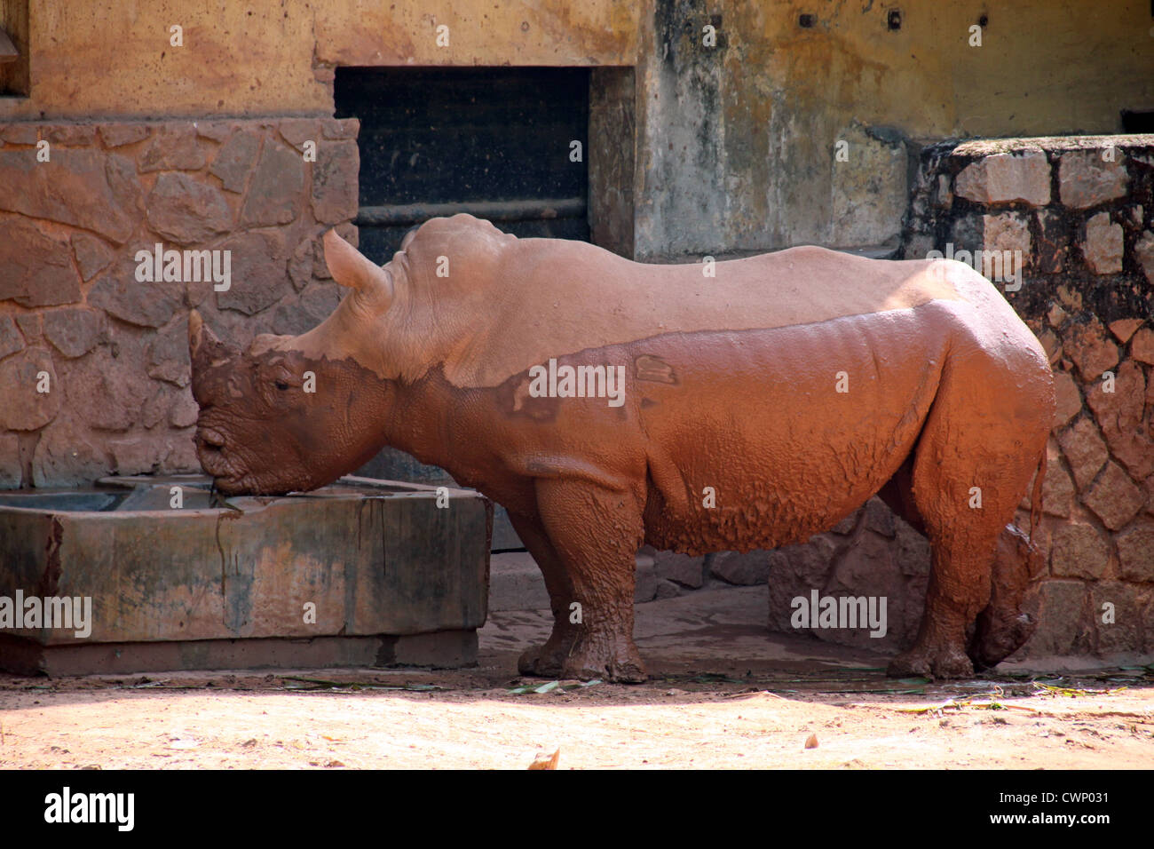China. Zoo in Guangzhou (Canton). Rhino Stock Photo - Alamy