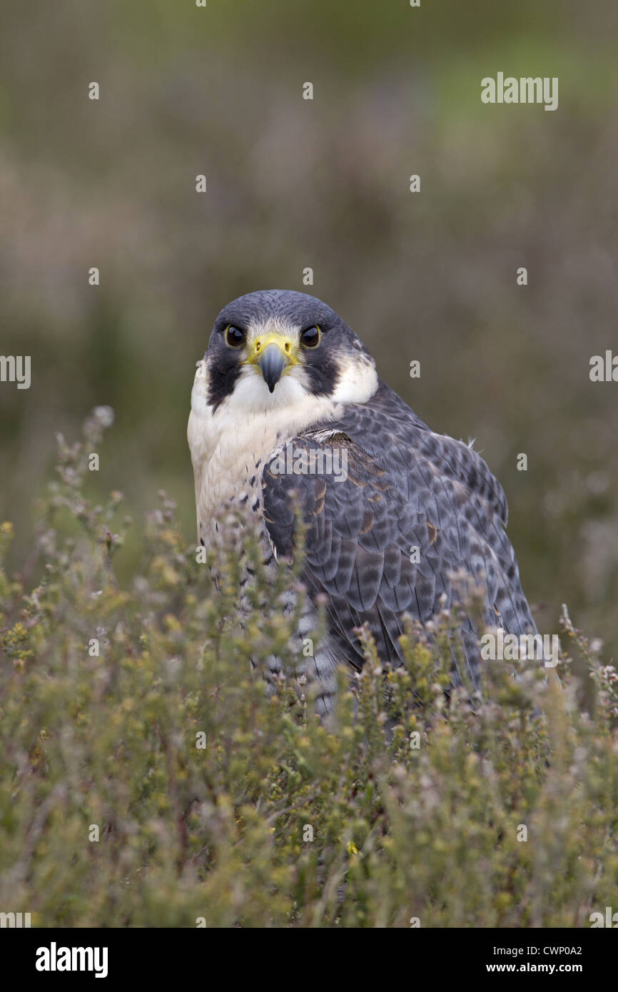 Peregrine Falcon (Falco peregrinus) adult, standing amongst heather ...