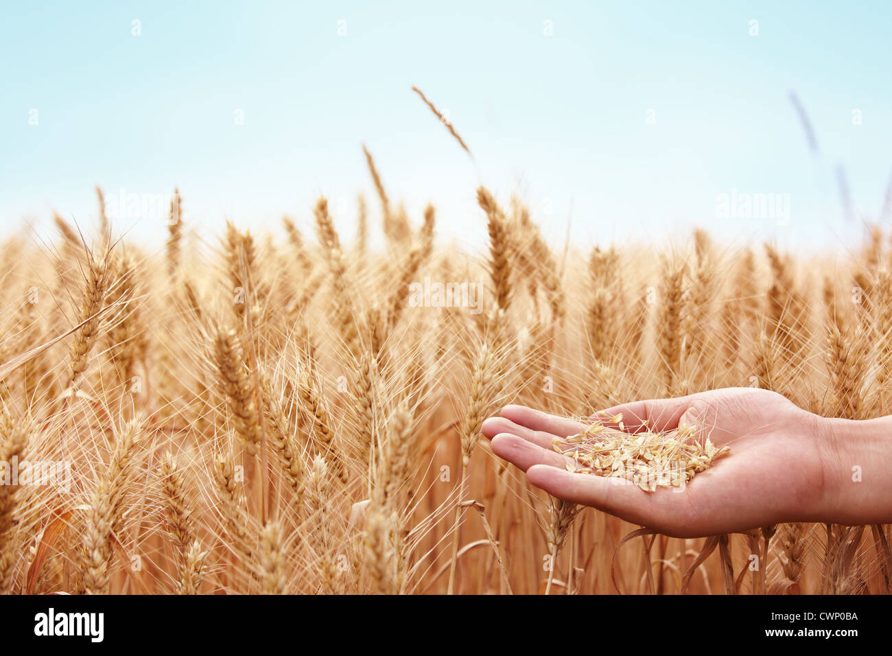 Farmer on wheat field hi-res stock photography and images - Alamy