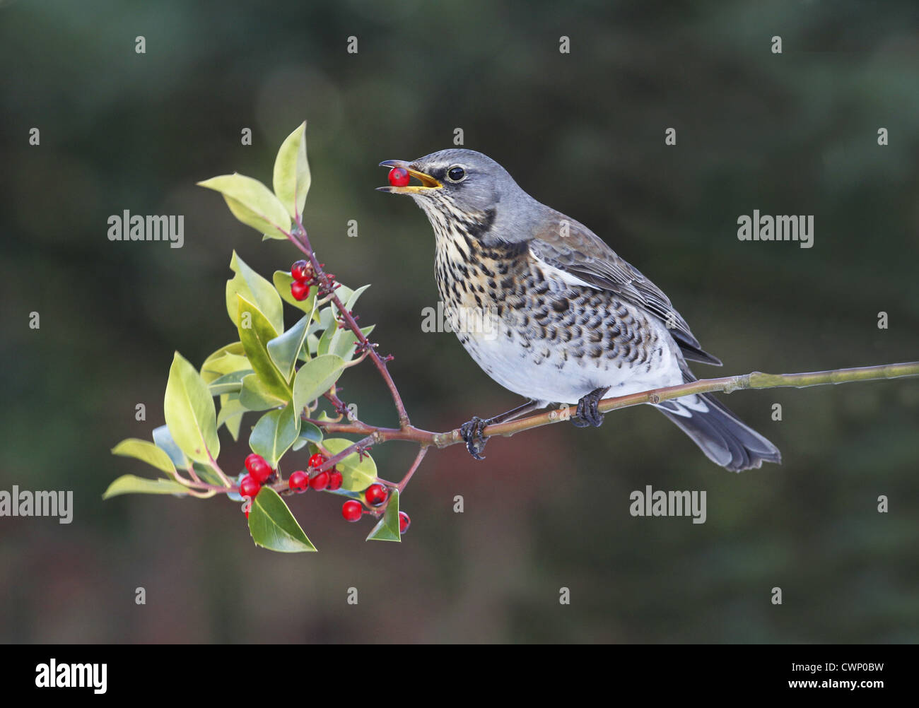 Bird eating holly berries hi-res stock photography and images - Alamy