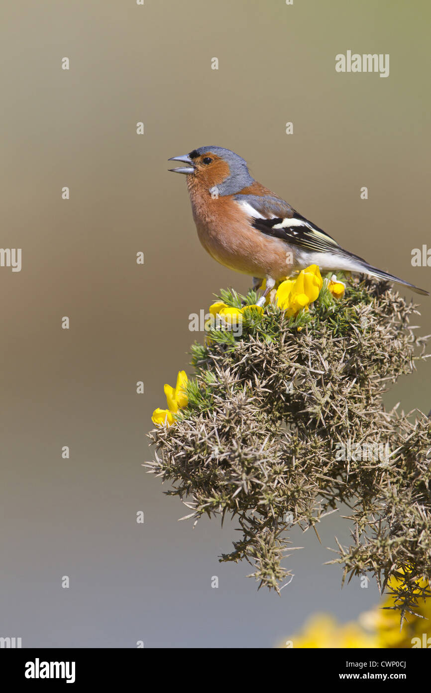 Uk chaffinches singing hi-res stock photography and images - Alamy