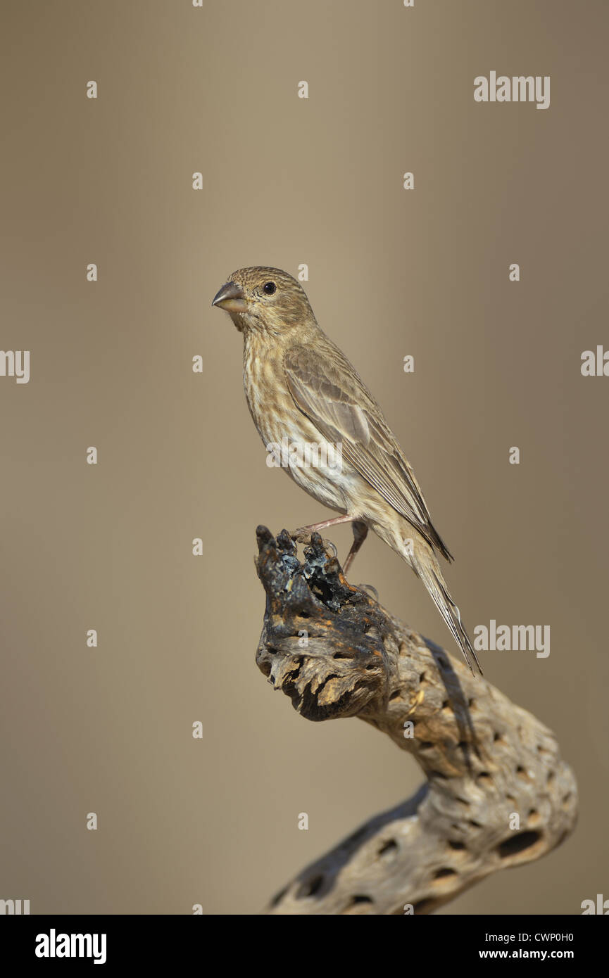 House Finch (Carpodacus mexicanus) adult female, perched on cactus ...