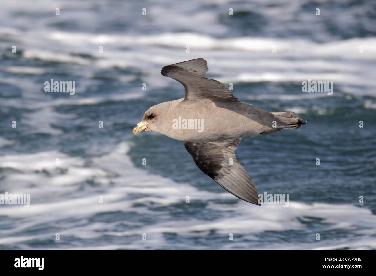Northern Fulmar (Fulmarus glacialis rodgersii) intermediate morph ...