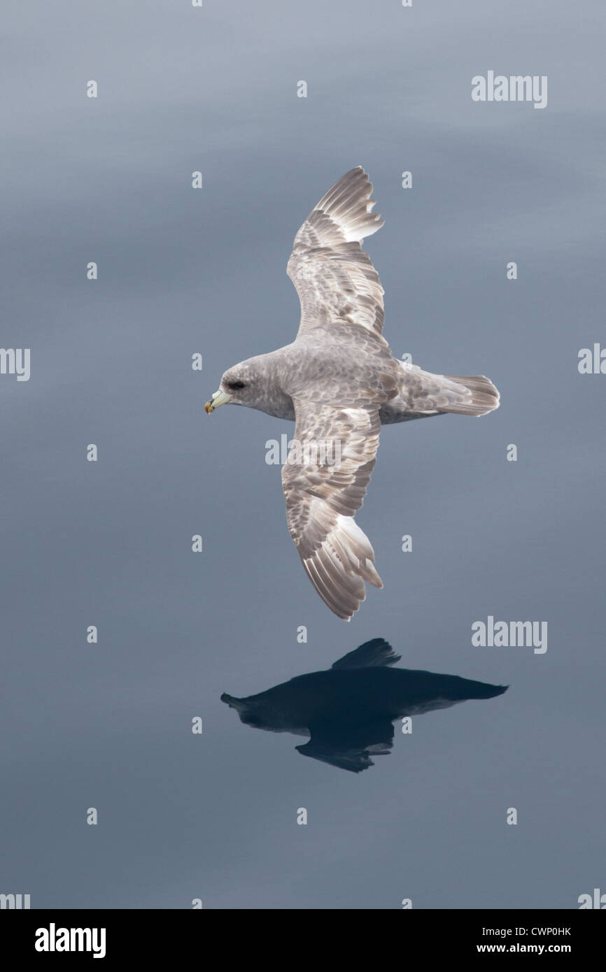 Northern Fulmar (Fulmarus glacialis rodgersii) intermediate morph ...