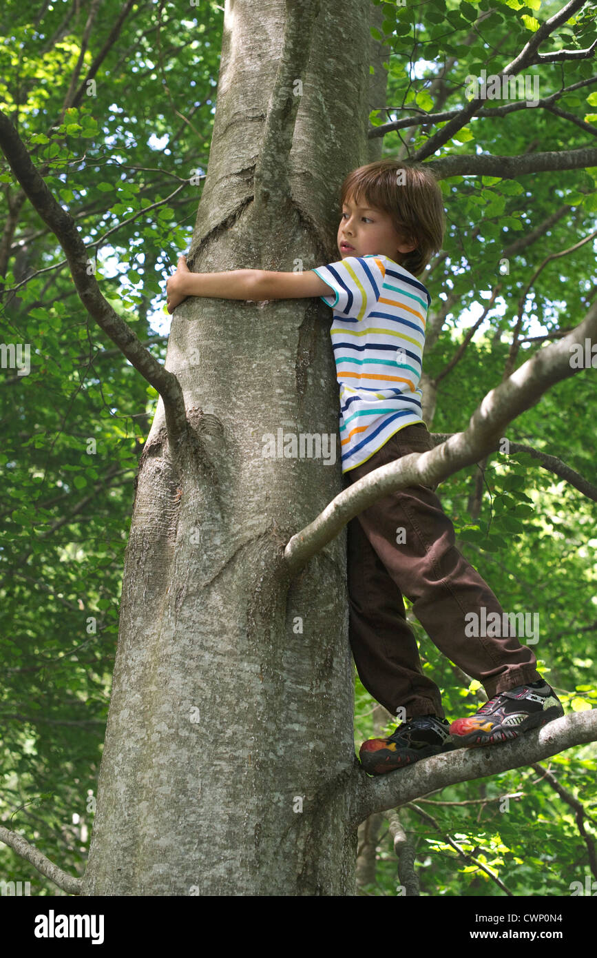 Boy standing in tree Stock Photo - Alamy