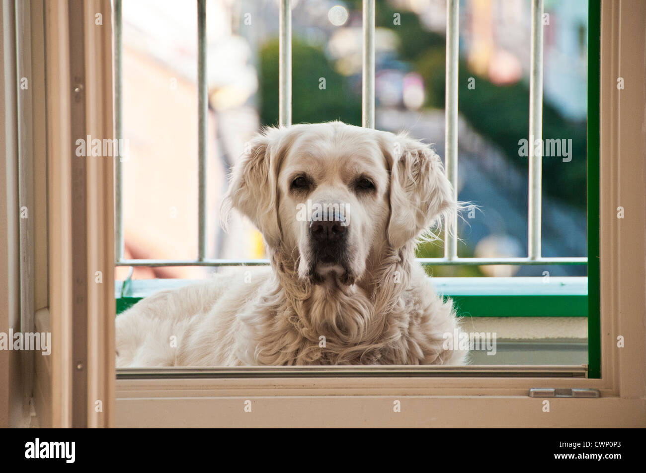 golden retriever dog with attentive expression Stock Photo - Alamy