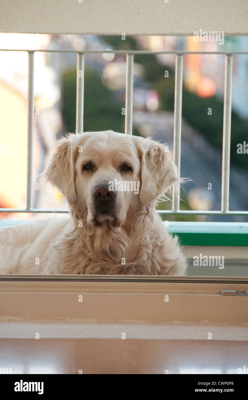 golden retriever dog with attentive expression Stock Photo - Alamy