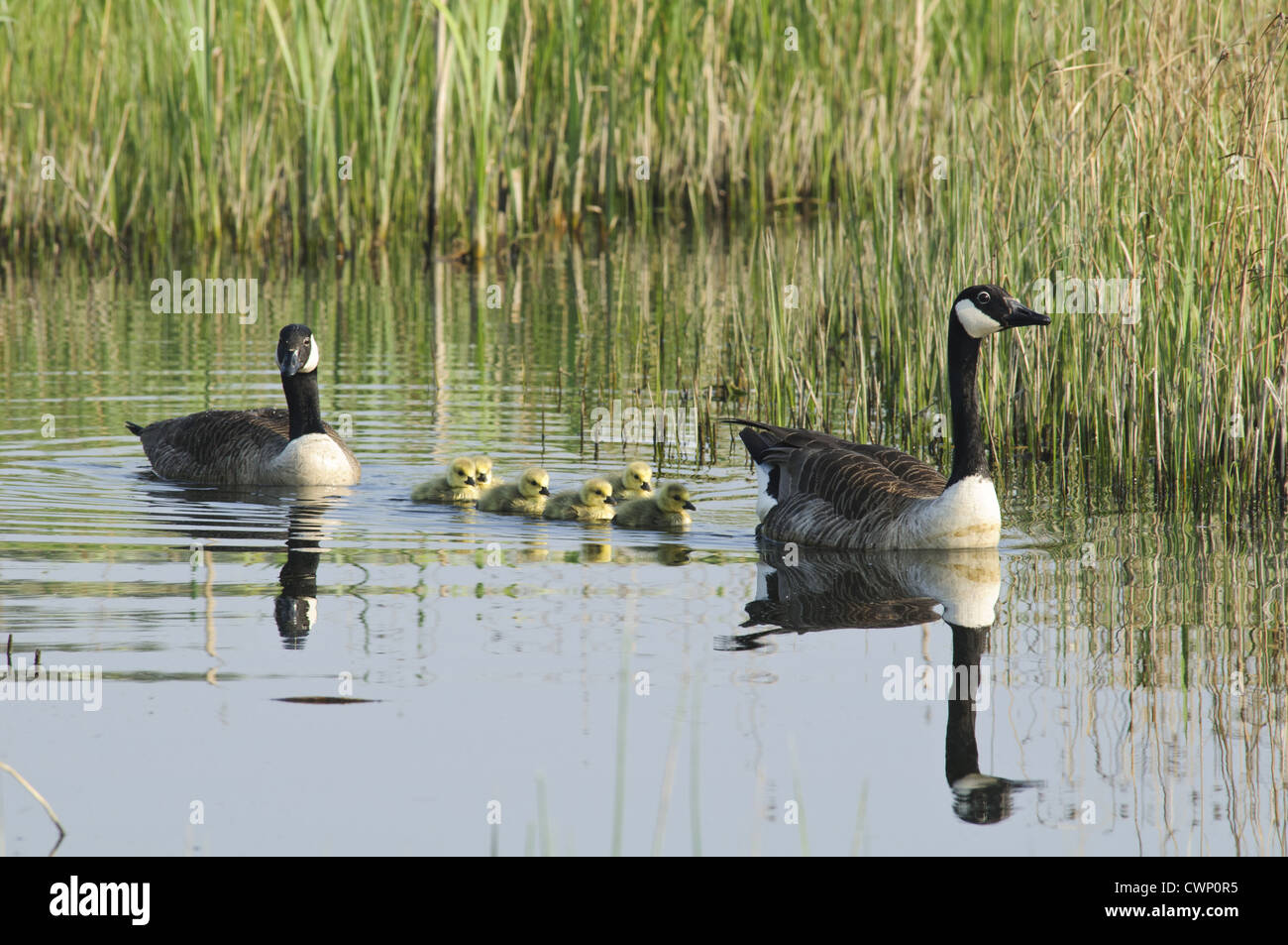 Canada Goose (Branta canadensis) introduced species, adult pair with ...