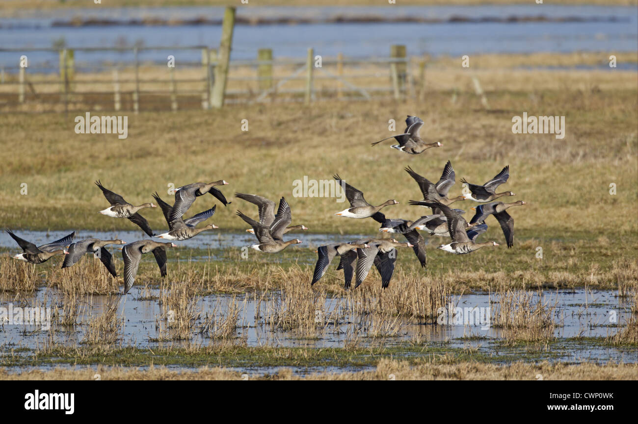 White-fronted Goose (Anser albifrons) flock, in flight, Welney, Norfolk ...