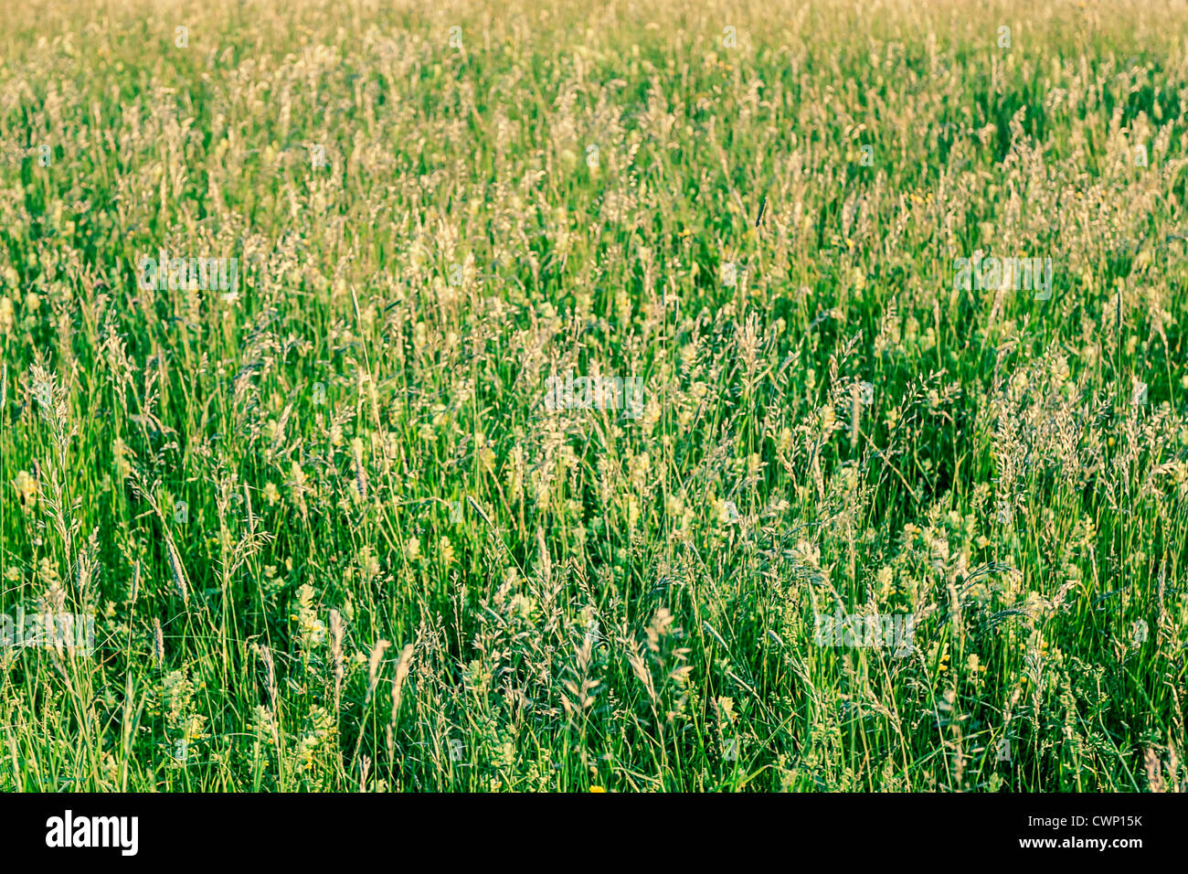 Austria, Field of flowers Stock Photo - Alamy