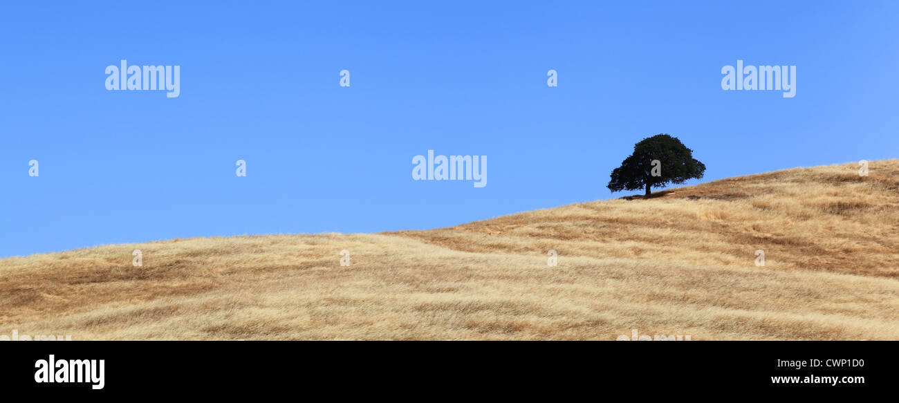 Tree landscape hi-res stock photography and images - Alamy