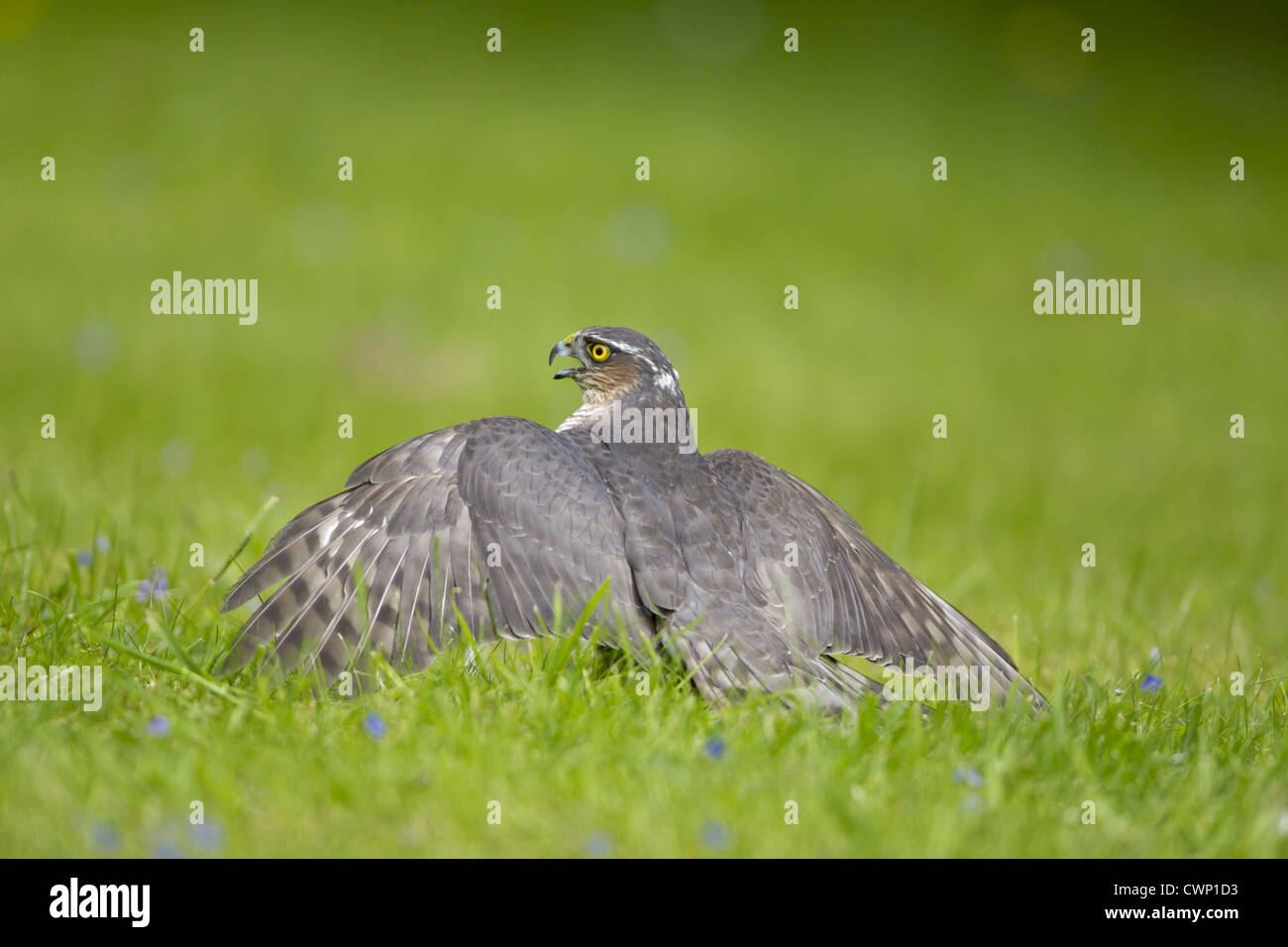 Mantling hi-res stock photography and images - Alamy