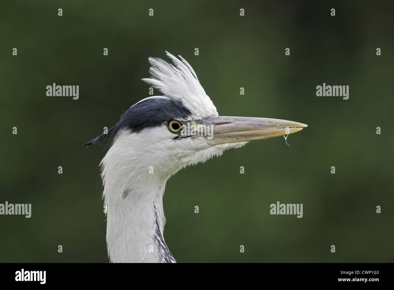 Grey Heron (Ardea cinerea) adult, close-up of head, with crest raised ...