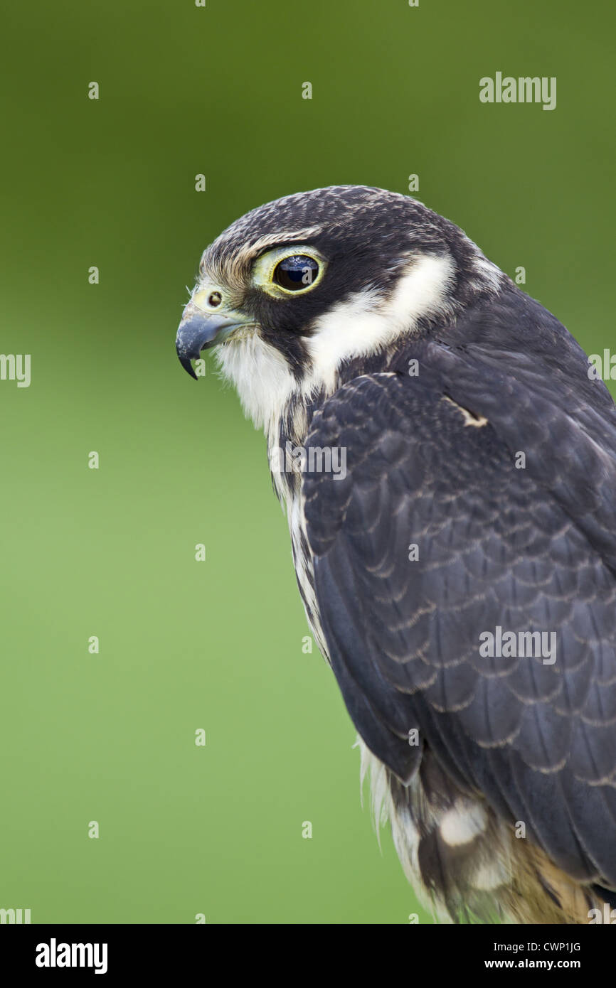 Eurasian Hobby (Falco subbuteo) immature, close-up of head, England ...