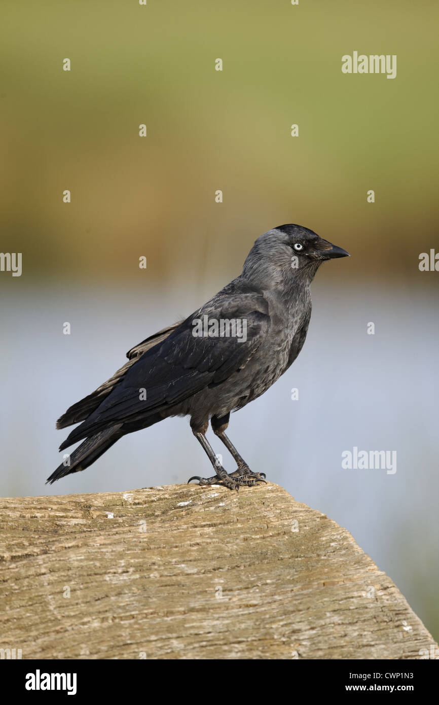 English jackdaws hi-res stock photography and images - Alamy