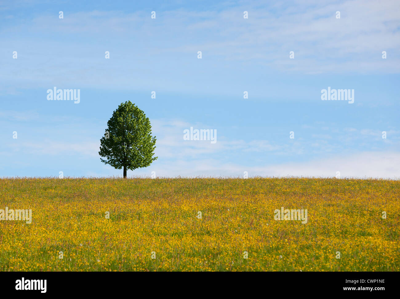 Austria, View of lime tree in field during spring Stock Photo - Alamy
