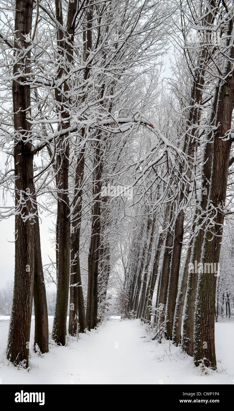 Winter view: two lines of snow covered trees Stock Photo - Alamy