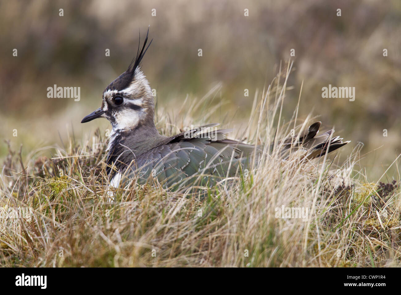 Lapwing nest hill hi-res stock photography and images - Alamy