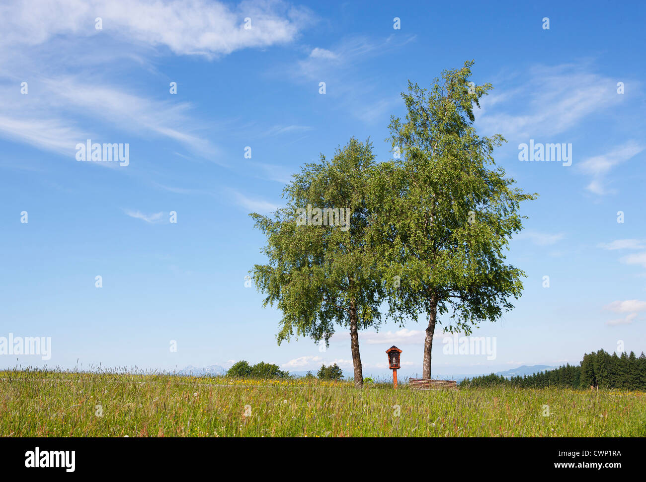 Birch cross hi-res stock photography and images - Alamy