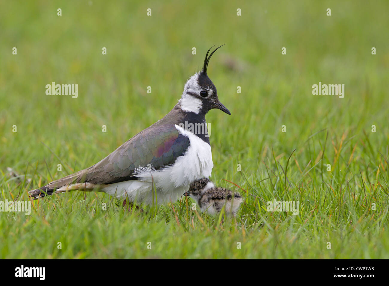 Northern Lapwing (Vanellus vanellus) adult female, about to incubate ...