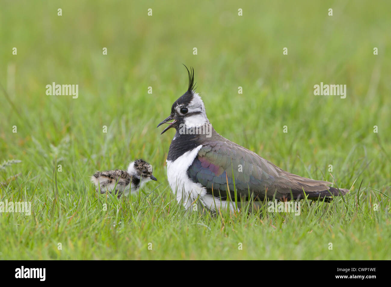 Baby common lapwings hi-res stock photography and images - Alamy