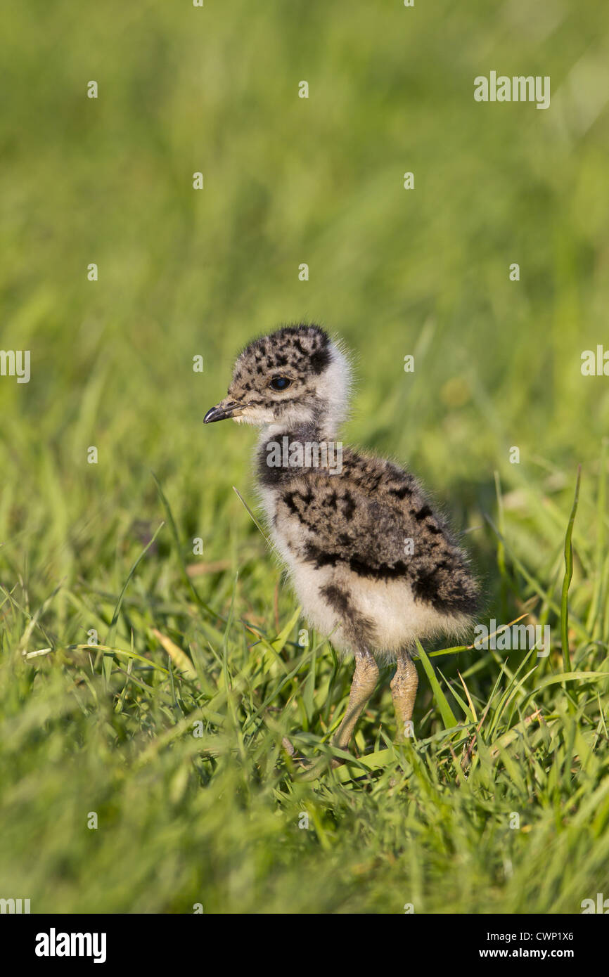 Baby common lapwings hi-res stock photography and images - Alamy