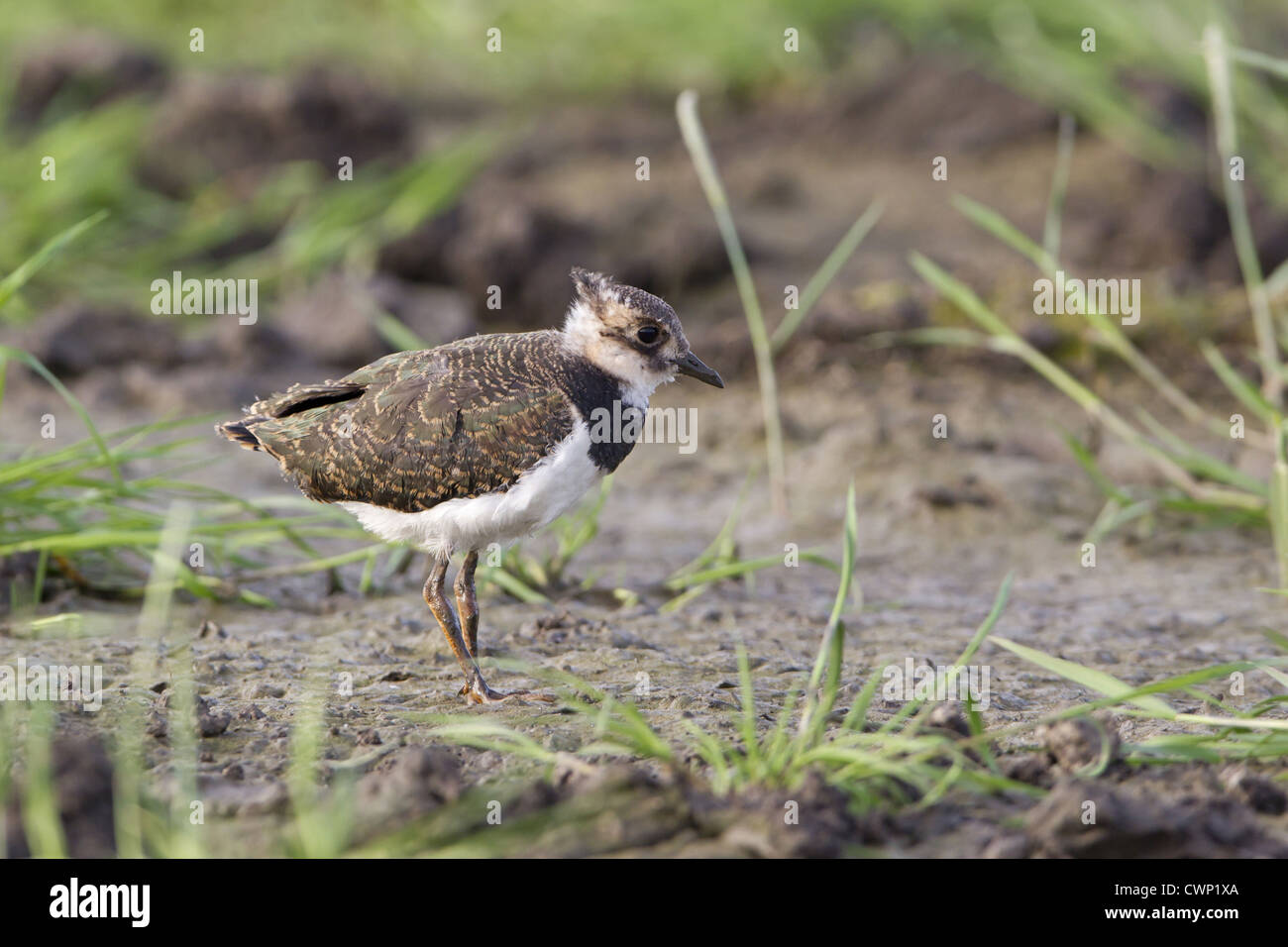 Eurasian lapwing chick hi-res stock photography and images - Alamy