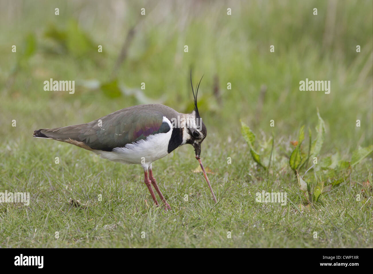 Northern Lapwing (Vanellus vanellus) adult female, feeding, pulling up ...